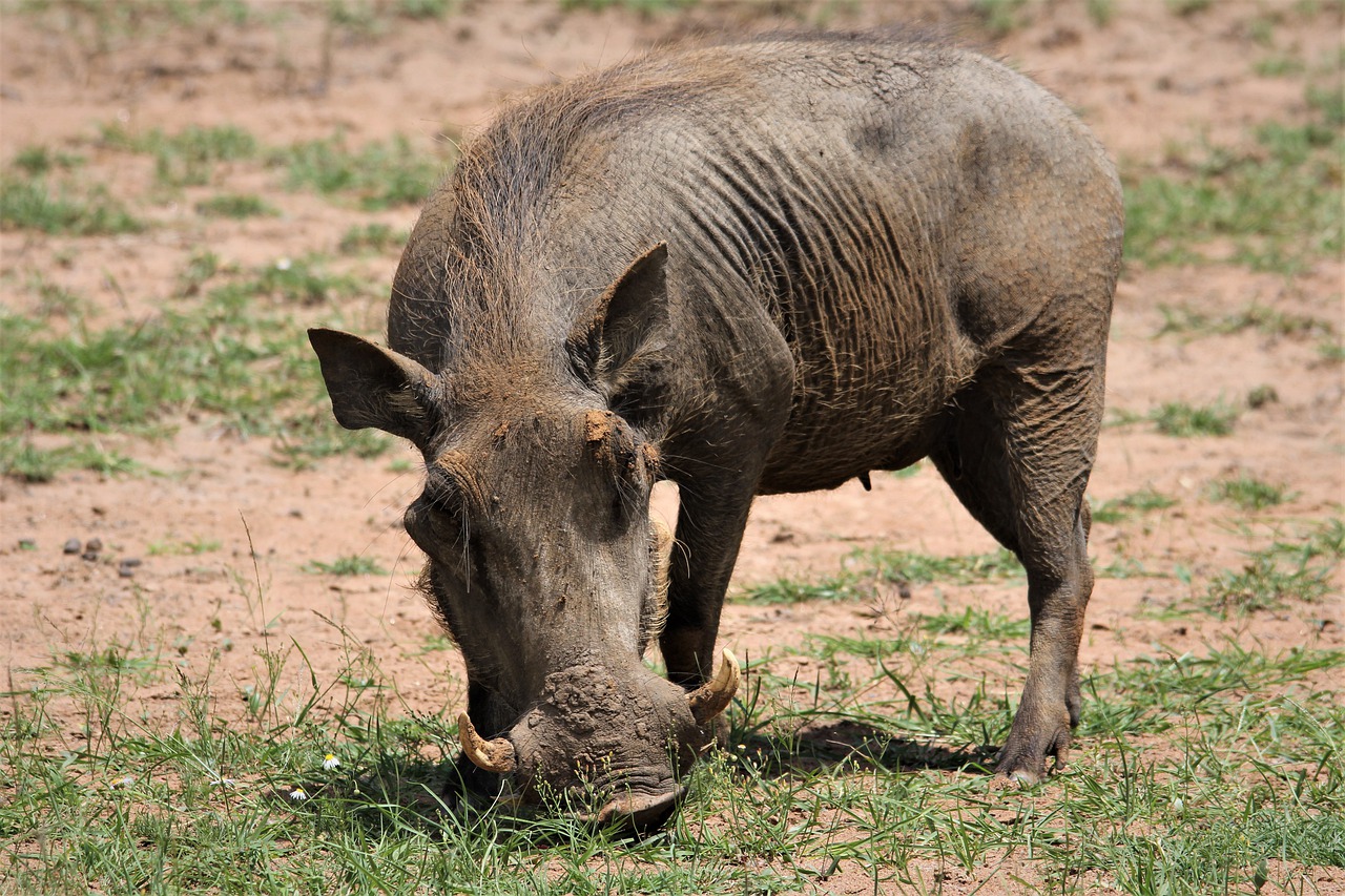 Galerie photos d'animaux sauvages - Photos gratuites d'animaux