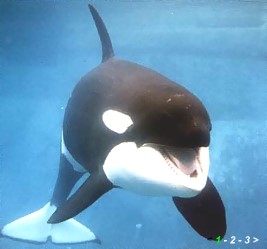 zanimaux.com - fiche orque