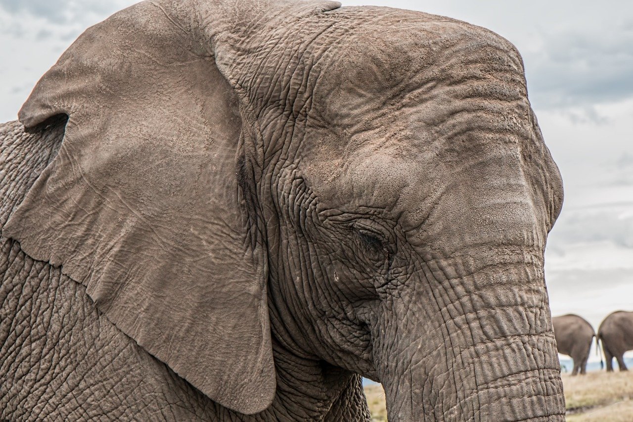 Galerie photos éléphants - Photos gratuites éléphants