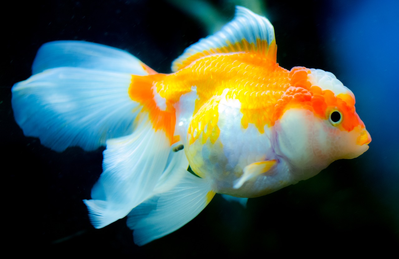 Galerie photos de poissons - Photos gratuites de poissons