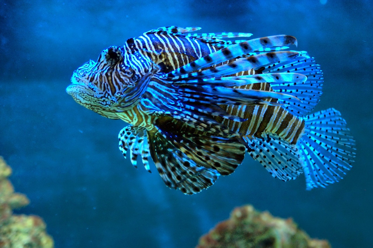 Galerie photos de poissons - Photos gratuites de poissons