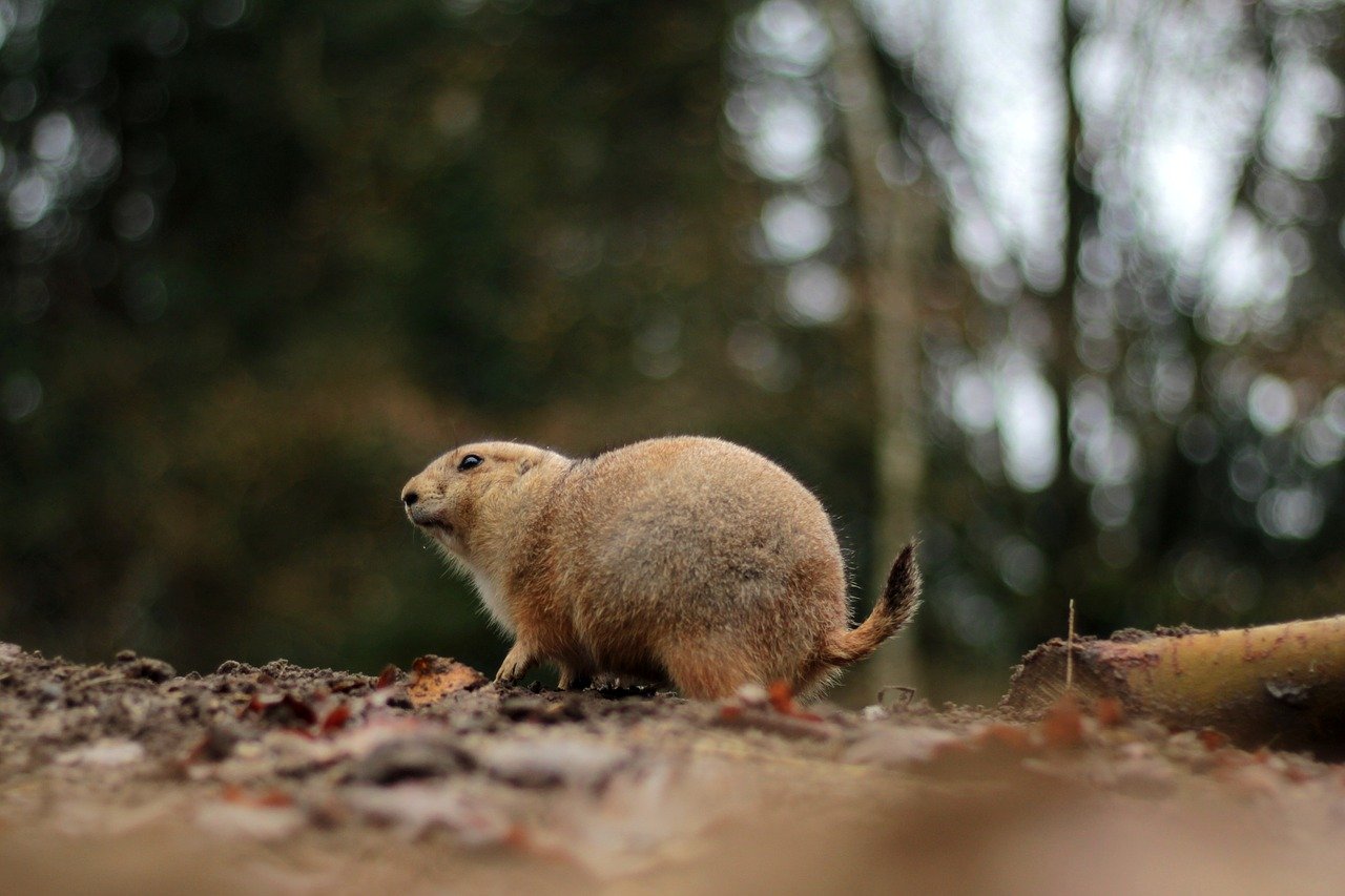 Galerie photos de rongeurs - Photos gratuites de rongeurs