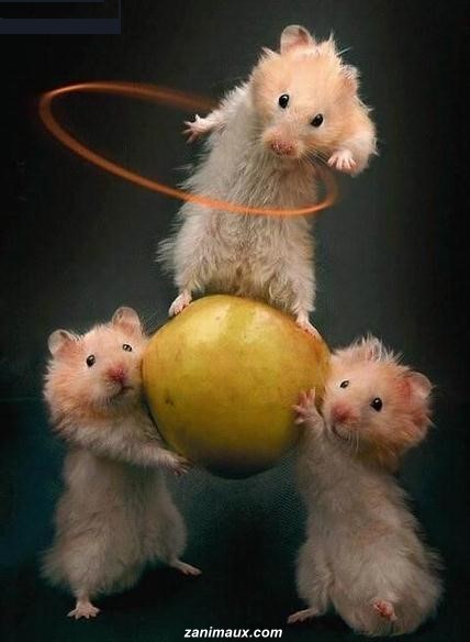 photos insolites animaux 05