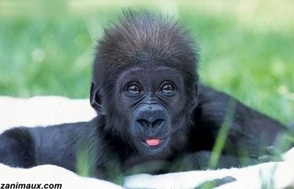 photos insolites animaux 17