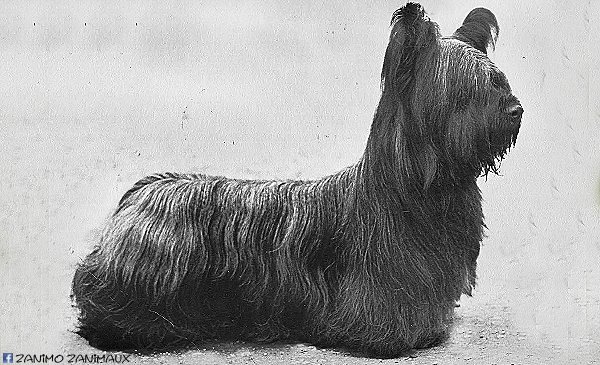 L'histoire émouvante du chien Bobby