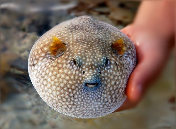 Poisson ballon - poisson globe